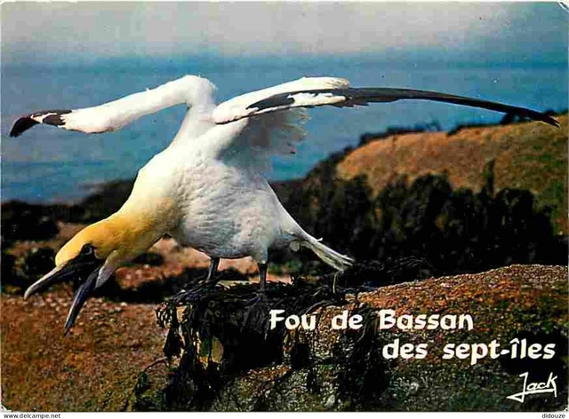 ANIMAUX - OISEAUX - Fou de Bassan des sept iles - CPM - Voir Scans ...