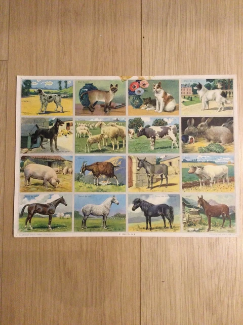 PLANCHE IMAGE SCOLAIRE Bon Point Les Animaux N 8 Éd Arnaud Ancienne ...