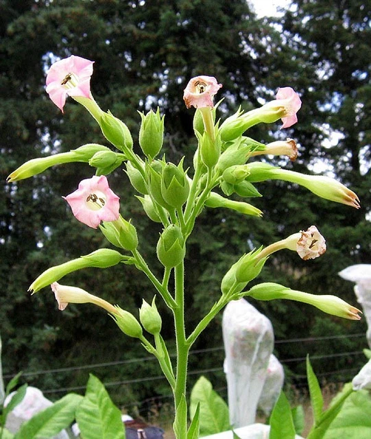 Tobacco Hat 1000 Ohio Dutch - Nicotiana Tabacum, Heirloom Cigar/Pipe ...