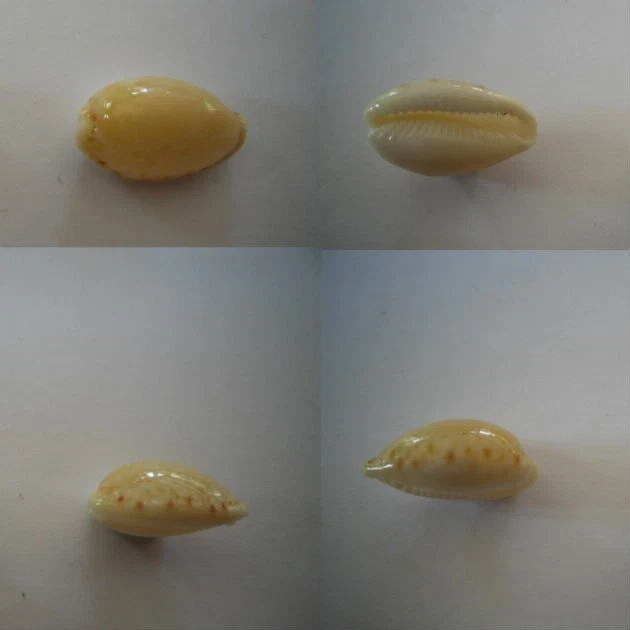 CYPRAEA NARIA SPURCA Verdensium Cascabollorum EUR 10,00 - PicClick FR