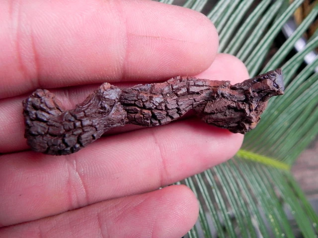 TURTLE POOP FOSSIL Eocene Turtle Coprolite Fossil Prehistoric From ...