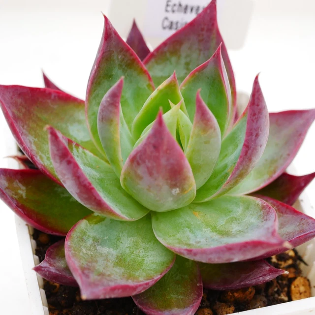 EXACT PLANT - Echeveria Casio, Echeveria agavoides 'Casio', Red Edged ...
