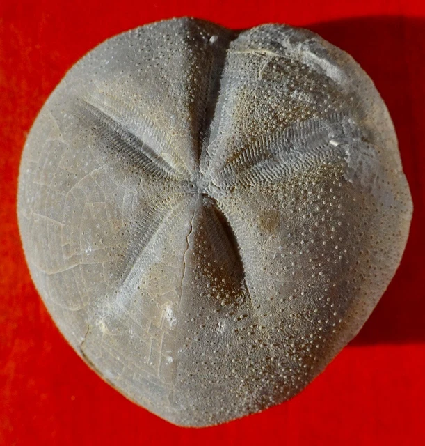 OURSIN FOSSILE CRÉTACÉ D'espagne , Micraster EUR 10,00 - PicClick FR