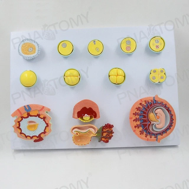 246 Fertilization And Early Embryonic Development