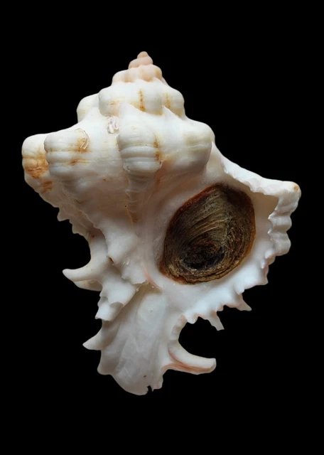 SHELL SHELL MUREX HAXAPLEX KUESTERIANUS mm.100.3 with operculum OMAN ...