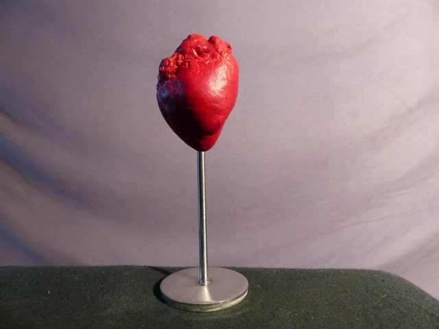 HEART ANATOMY HEART red Fox Fox Fox specimen Taxidermy animal specimen ...