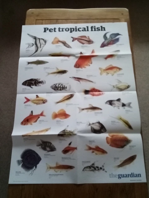 THE GUARDIAN WALLCHART wall chart A1 poster Pet Tropical Fish Alan ...