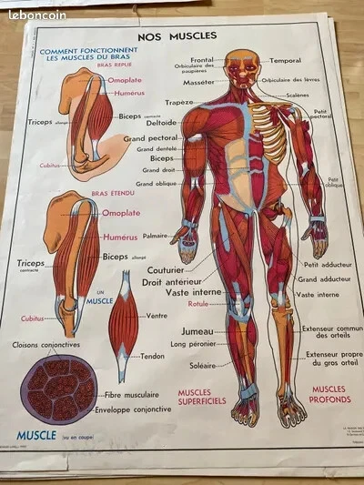 AFFICHE SCOLAIRE "NOS MUSCLES- LE CORPS HUMAIN" sciences médecine 75 x ...