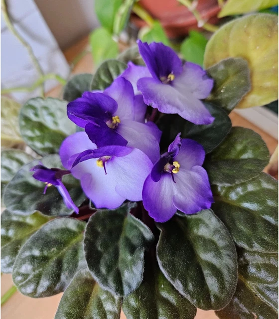 FLOWERS VIOLETS 🌻🌼🌹🌺 virtual digital photo picture card image #J027T1 ...