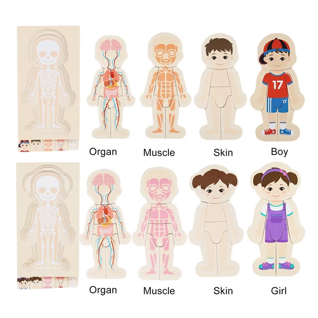 WOOD BODY PUZZLE Body Puzzle 5-layer Body Anatomy Puzzle Board Stem for ...
