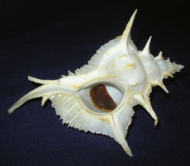SIRATUS ALABASTER MUREX 6 1/4 in w operculum Phillippines shell ...
