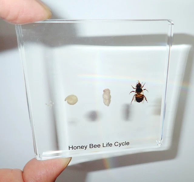 HONEY BEE APIS mellifera Specimen Life Cycle Simplified Set Education ...