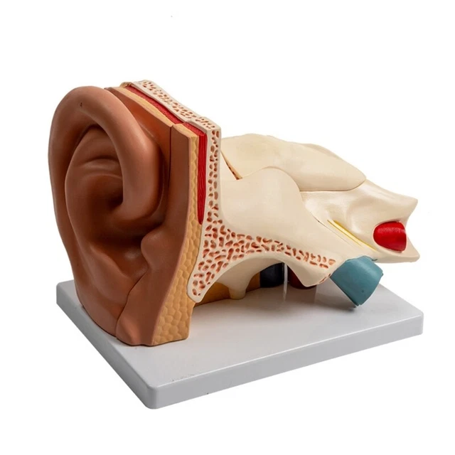 ANATOMICAL HUMAN EAR Model Enlarged Human Ear Anatomy Model for Lecture ...