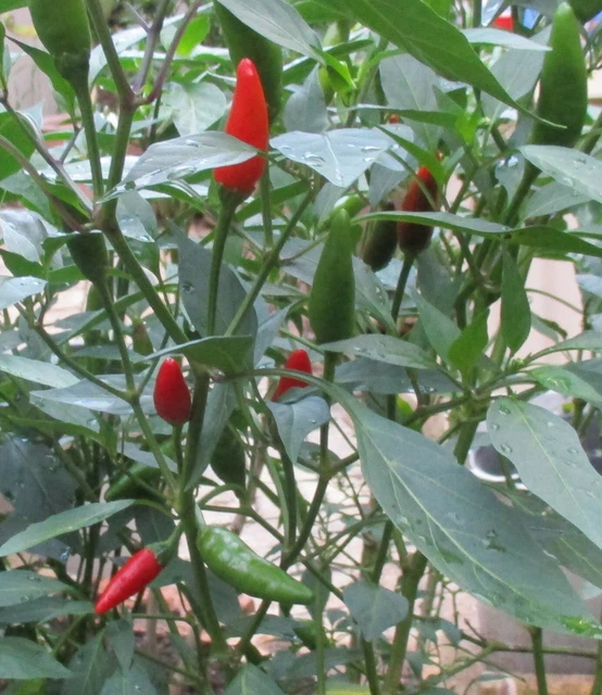 55 VERY HOT Tabasco Chilli Seeds African Birds Eye Chilli Seeds Thai ...