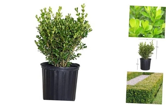 Japanese Evergreen Plants