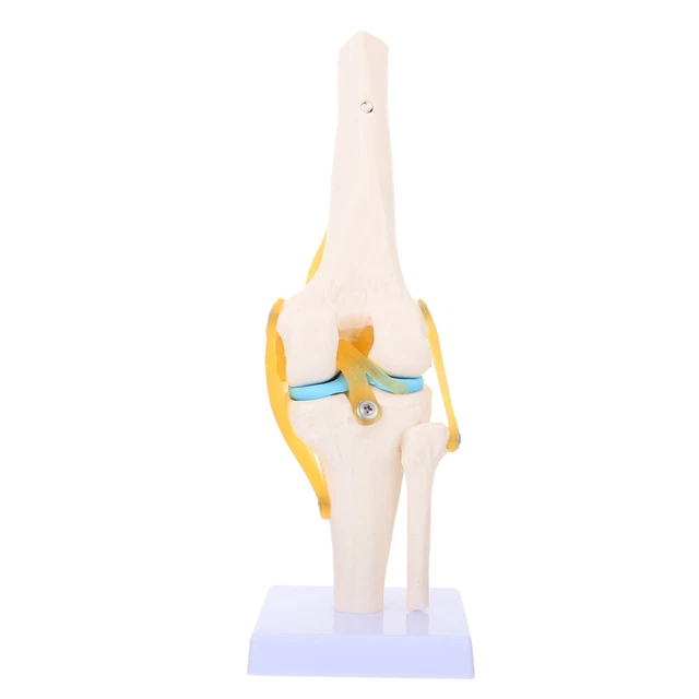 KNEE BONE MODEL Anatomy Knee Model Knee 3d Model Knee Anatomy 3d Model ...