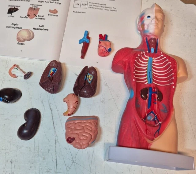 VEVOR HUMAN TORSO Anatomy Model w/Brian Skull Head Heart and Removable ...