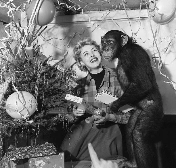 ACTRESS JILL ADAMS attends chimps Christmas party London Zoo2- 1955 Old ...
