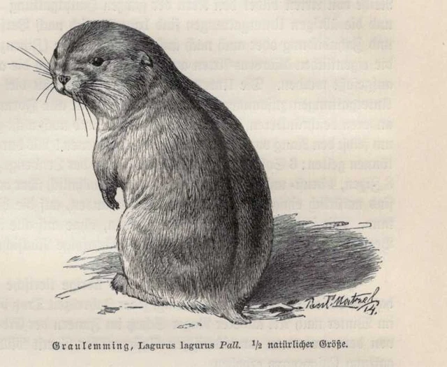 LEMMING DES STEPPES (Lagurus Lagurus) Gravure Sur Bois De 1891 EUR 8,09 ...