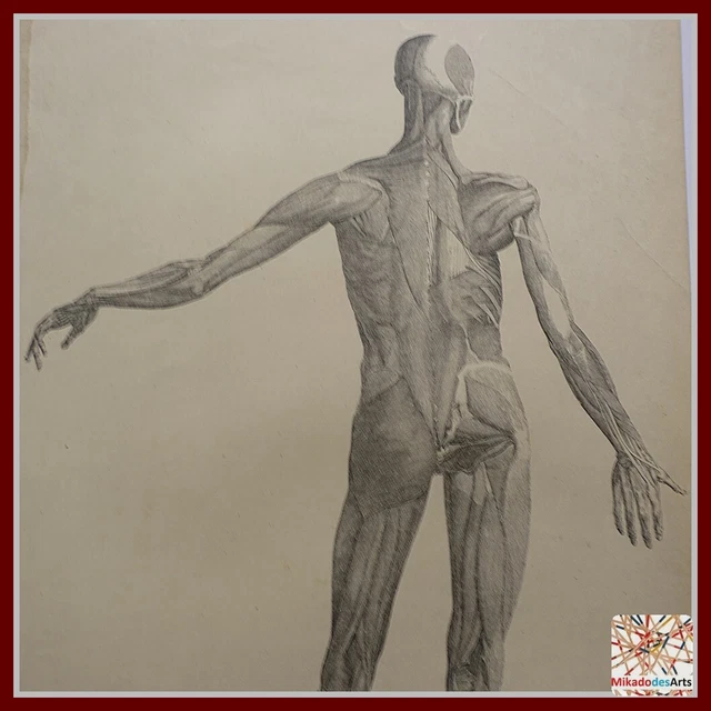 CORPS HUMAIN ANATOMIE Muscle vue du dos Médecine Etude EUR 16,40 ...