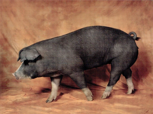 PIGS POLAND CHINA Sow Postcard (143096) £1.88 - PicClick UK