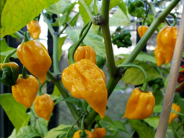 RARE! ORANGE CAROLINA Reaper Pepper (capsicum chinense) $4.99 - PicClick CA