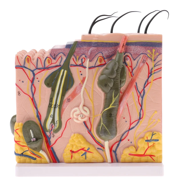 ENLARGE ANATOMICAL SKIN Model Anatomy Science Tissue Study Model 50X ...