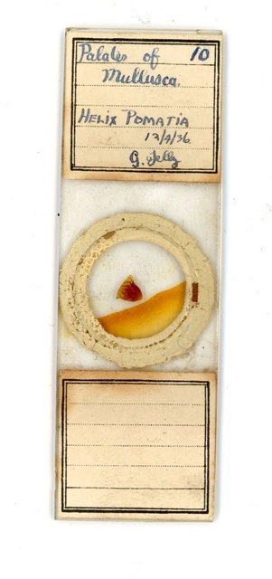ANTIQUE GLASS MICROSCOPE slide Palates of Mollusca Helix Pomatia 1936 ...