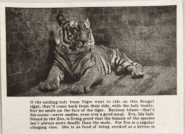 1920 MAGAZINE PHOTOS Huge Bengal Tiger Named Adam Bronx Zoo New York,NY ...