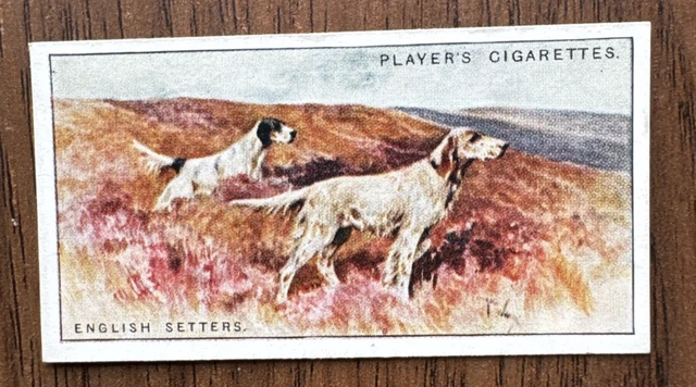 ENGLISH SETTERS; 1924 John Player & Sons-Dogs; #29; NM $9.00 - PicClick
