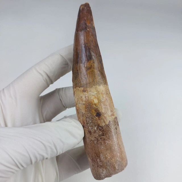 RARE NATURAL FOSSILS Spinosaurus Tooth from kemkem beds Morocco £200.25 ...