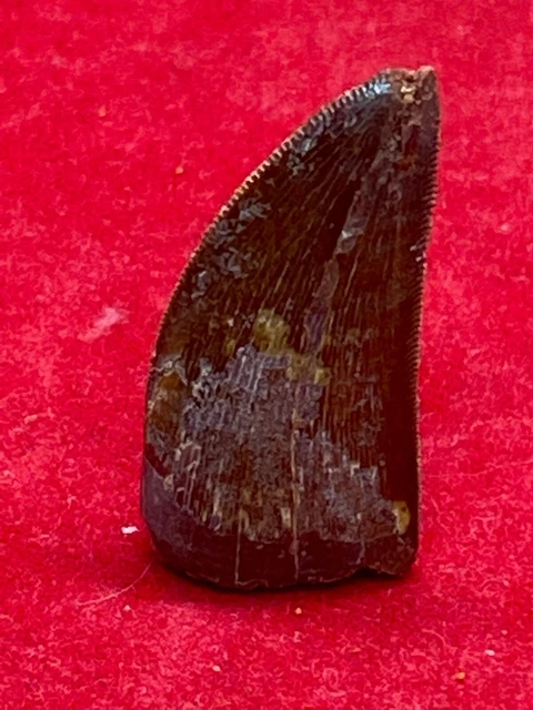 28MM REAL AFRICAN T-Rex Tooth Carcharodontosaurus Extinct Dinosaur TRex ...