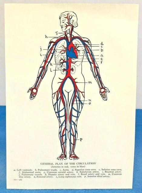 VINTAGE ILLUSTRATED DIAGRAM Circulation Human Anatomy Biology Science ...
