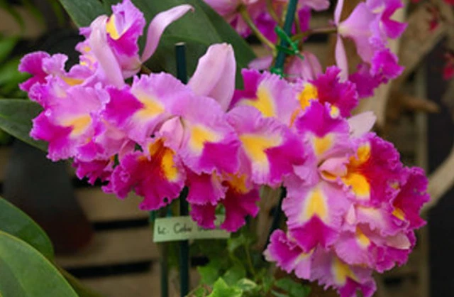 FPORCHIDS CATTLEYA LC. Color Guard 'Magic color' $55.00 - PicClick AU