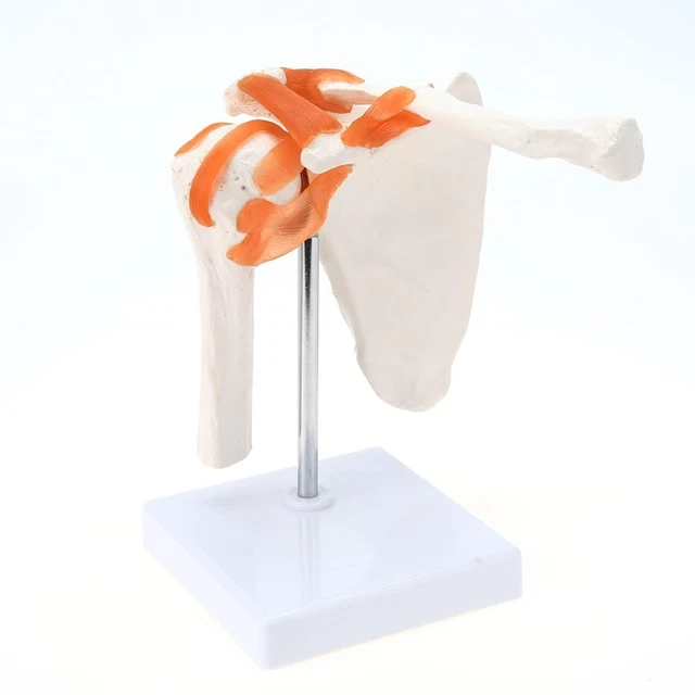 MEDICAL SHOULDER ANATOMY Model with Functional Ligaments, Shoulder ...