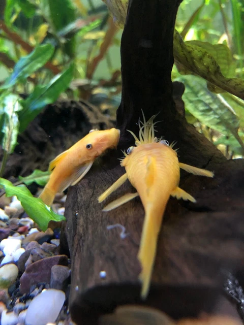 L144 BLUE EYED Golden Bristlenose Pleco (adult male + female 5-8 cm). £ ...