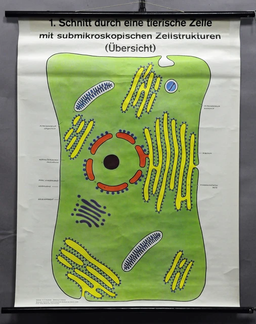 VINTAGE PICTURE WALL chart, biology, animal cell, submicroscopic ...