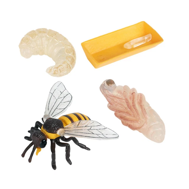 LIFE CYCLE BEE Growth Simulation Model Cognitive Development Toy Child ...