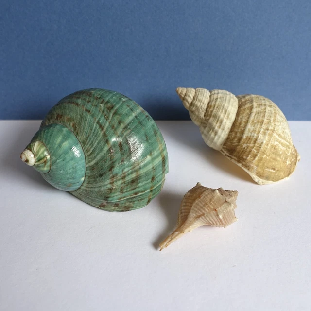LOT DE 3 coquillages dont Turbo burgo nacré vert jade EUR 3,50 ...