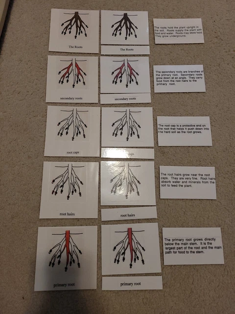 MONTESSORI HOMESCHOOL SCIENCE botany PARTS OF A ROOT 3 part match cards ...