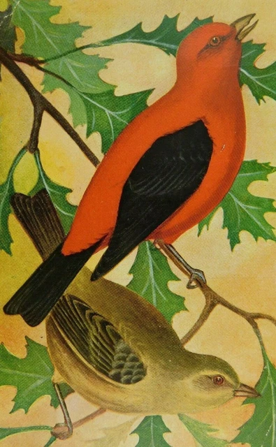 SCARLET TANGER BIRDS Male Female Wildlife Divided Back Vintage Postcard ...