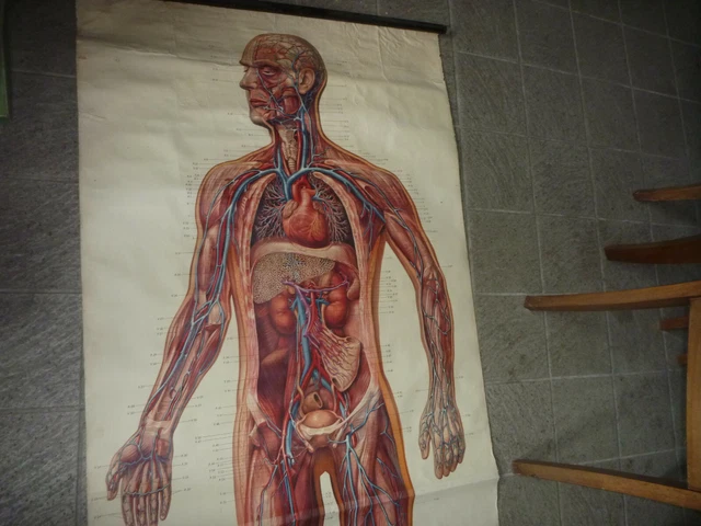 ORIGINAL SCHOOL WALL map, rolling map "Anatomy of man" teaching aids 50 ...