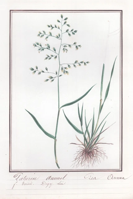 POA ANNUA RISPENGRAS Botanica Botany Acquerello Watercolor Drawing 1830 ...