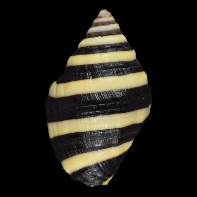ENGINA MENDICARIA (OLANGO Isl., Philippines) 16.5mm #47502 £1.88 ...