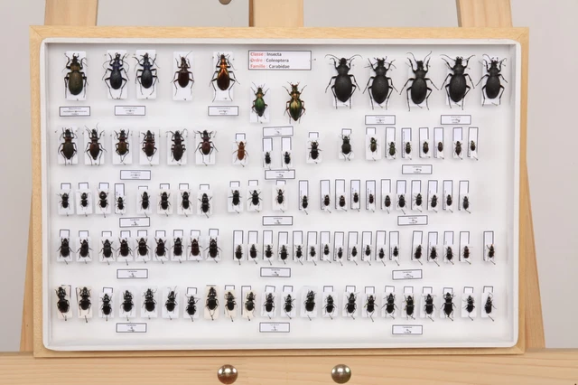 ENTOMOLOGIE COLLECTION MUSÉUM des insectes du monde Lot N° 27 ...