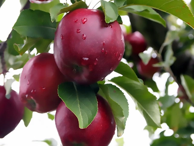RED DELICIOUS APPLE, Malus pumila, Tree Seeds (Edible, Fast, Hardy ...