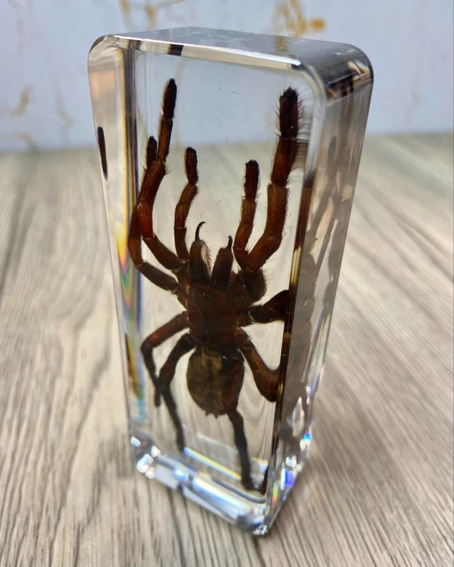 LARGE TARANTULA INSECT Taxidermy Clear Acrylic Resin Paperweight ...