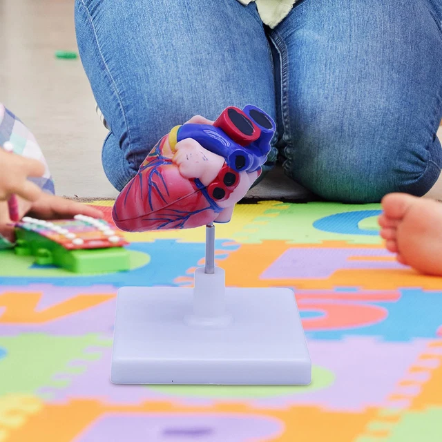 HUMAN HEART ANATOMY Model PVC Simulation Detachable Teaching Aids Human ...