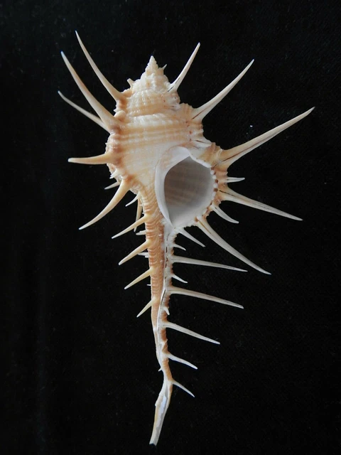 MEERESMUSCHEL MUREX TENUIROSTRUM 123 mm ID#5961 EUR 32,28 - PicClick DE