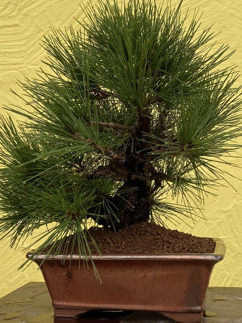 JOE BONSAI 33 Jahre Jap.Schwarzkiefer Pinus thunbergii Corticosa Schale ...